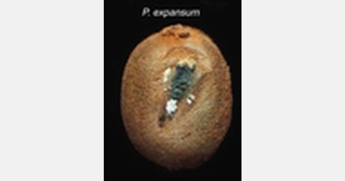 First reports of post harvest rot in Greek kiwis