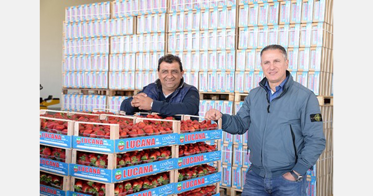 The harvesting of Candonga strawberries has started in Basilicata