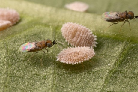 Controlling mealybugs in vineyards using useful insects