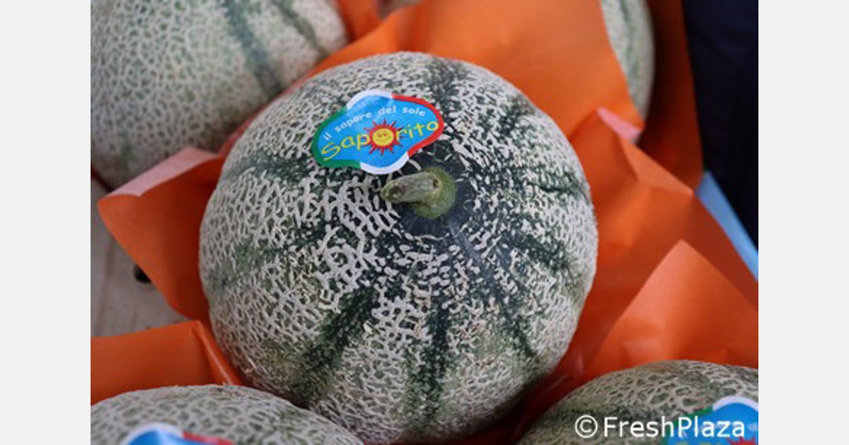 Sicilian netted melons now available