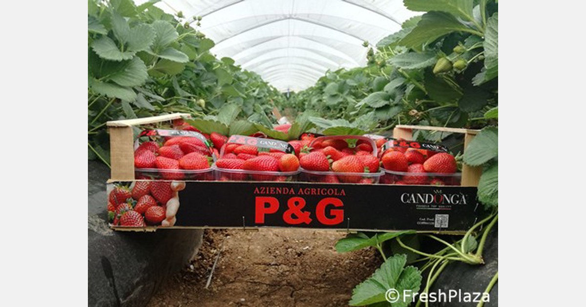 P&G to produce 700 tons of Candonga strawberries in 2019