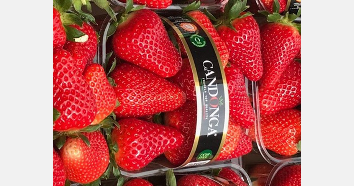 The strawberry season will end around June 10th for Club Candonga