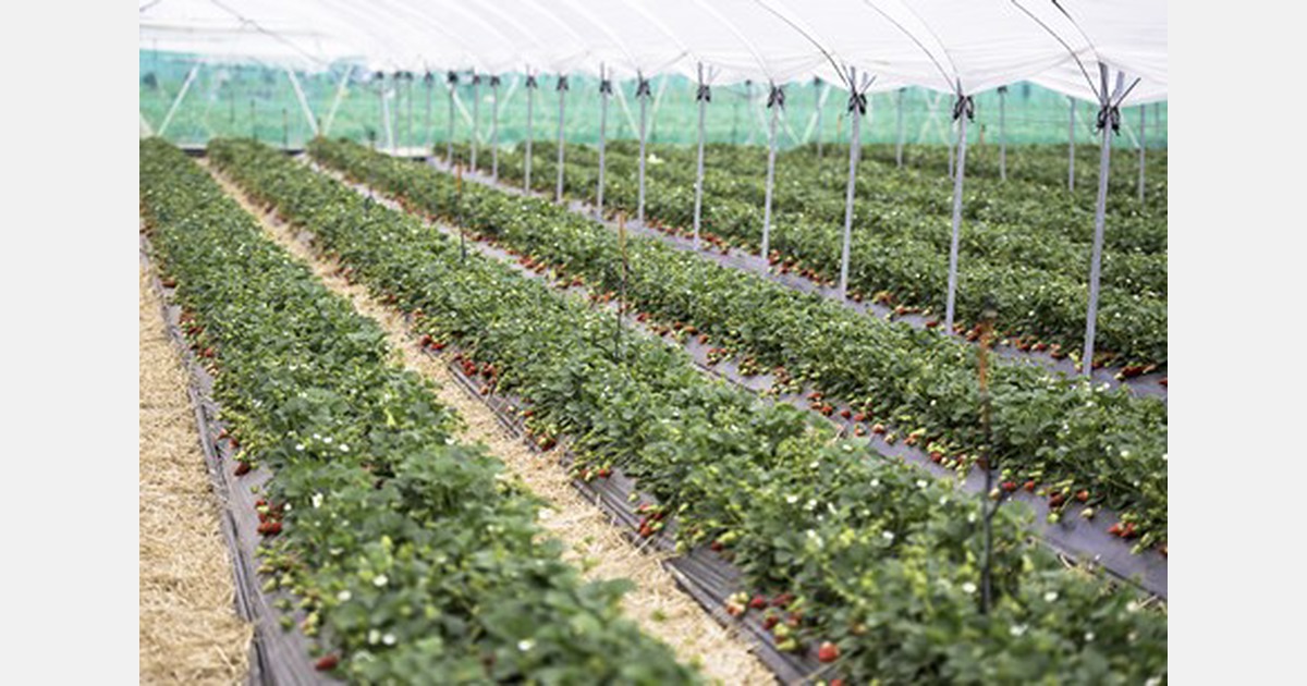 The Candonga strawberry campaign comes to an end