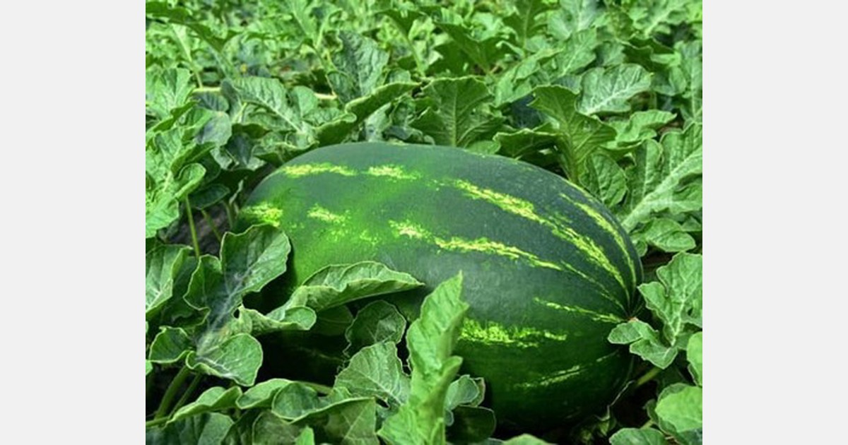 Foreign demand for Italian watermelon grows