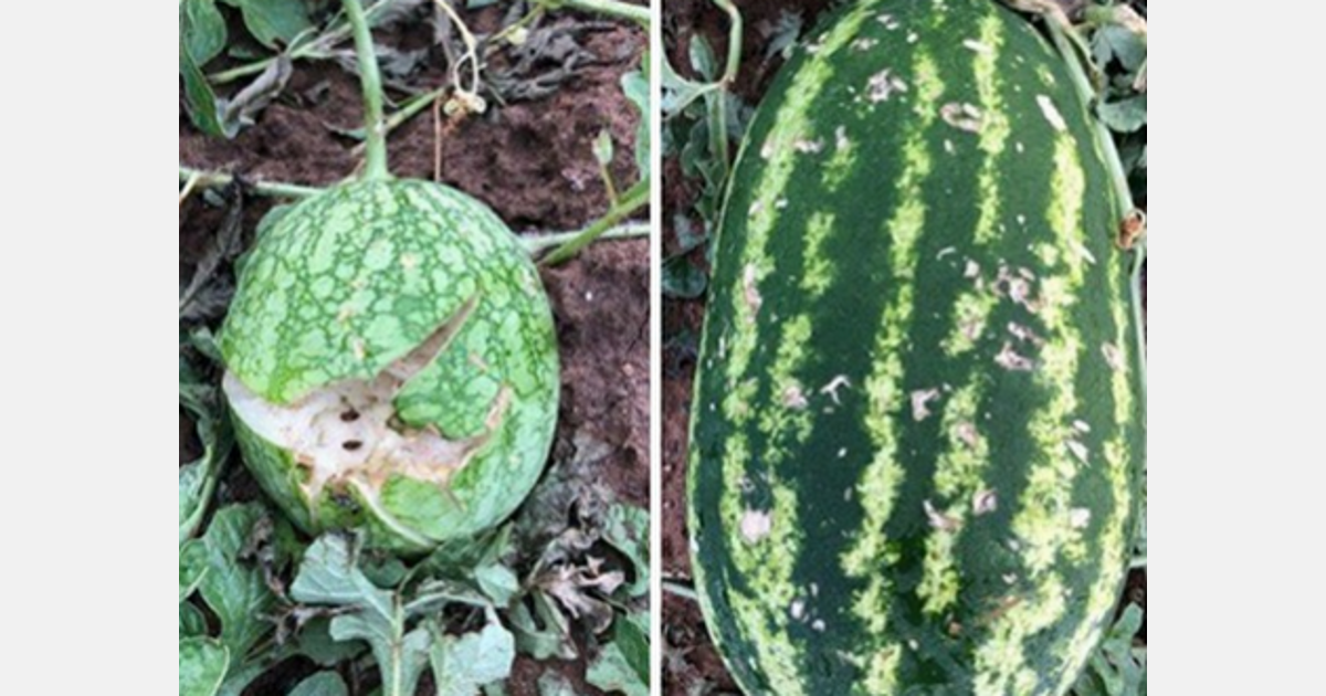 Eighty hectares of watermelon damaged by hail in Taranto