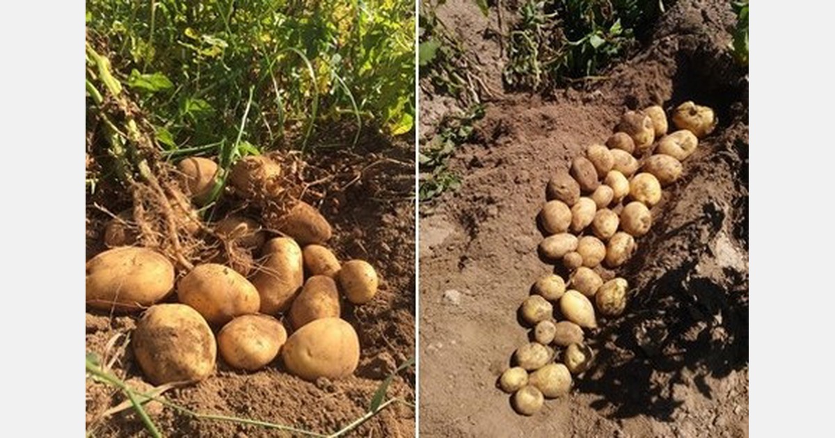 Italy: Marabel potato campaign has started in the province of Cosenza