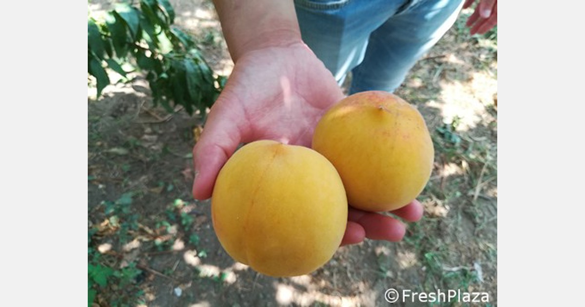 Good expectations for Percoca peaches