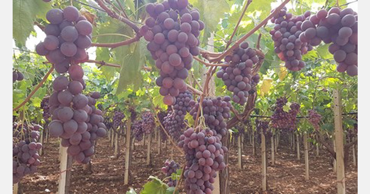 Low demand in Europe for Italian table grapes
