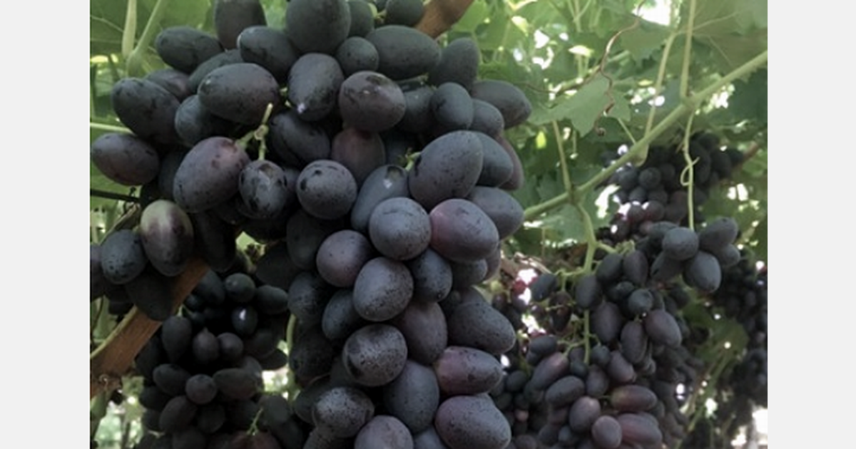 September and October not good months for Italian table grapes