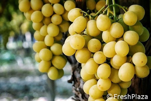 The challenges for Italian table grapes