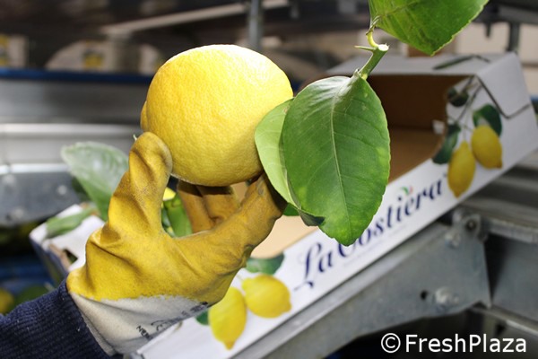 Good expectations for lemon campaign