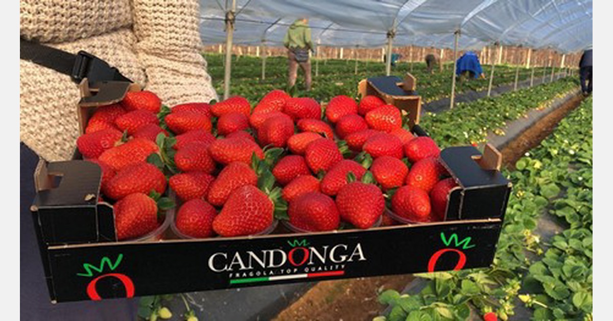 The 2020 campaign of Candonga Top Quality strawberries has started