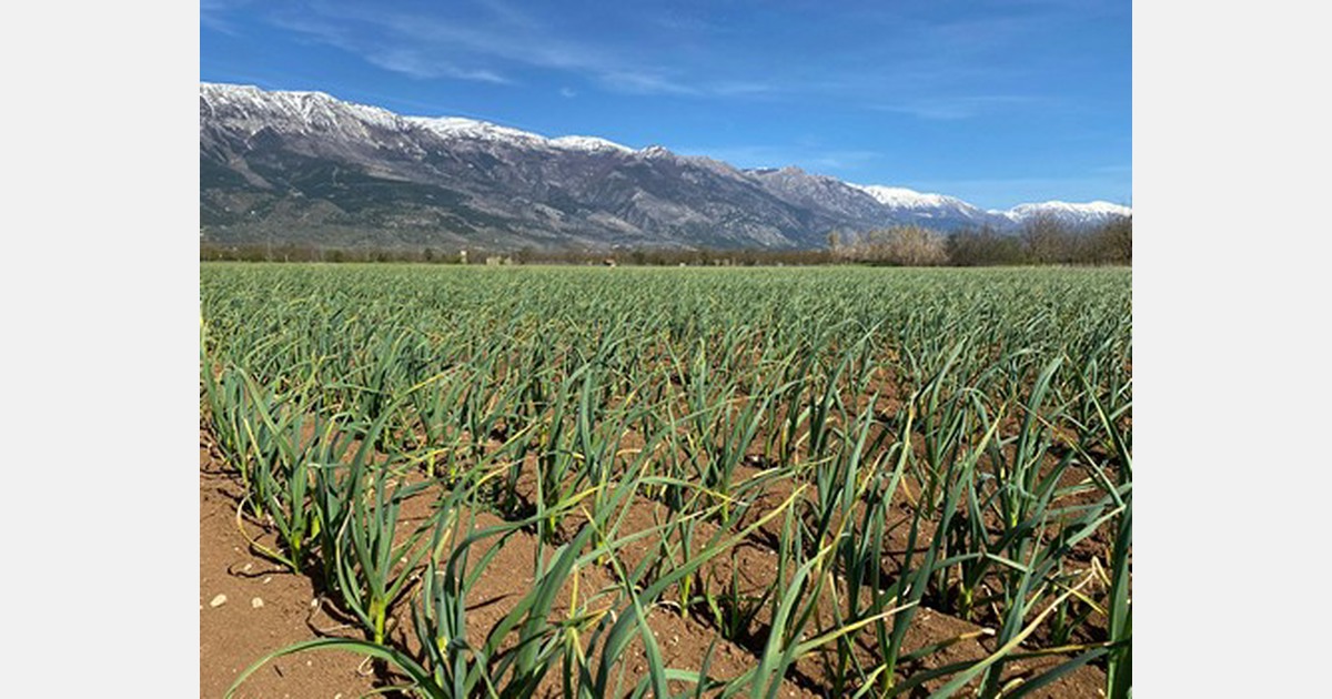 Aglio D'Alessandro increases hectares of red garlic from Sulmona