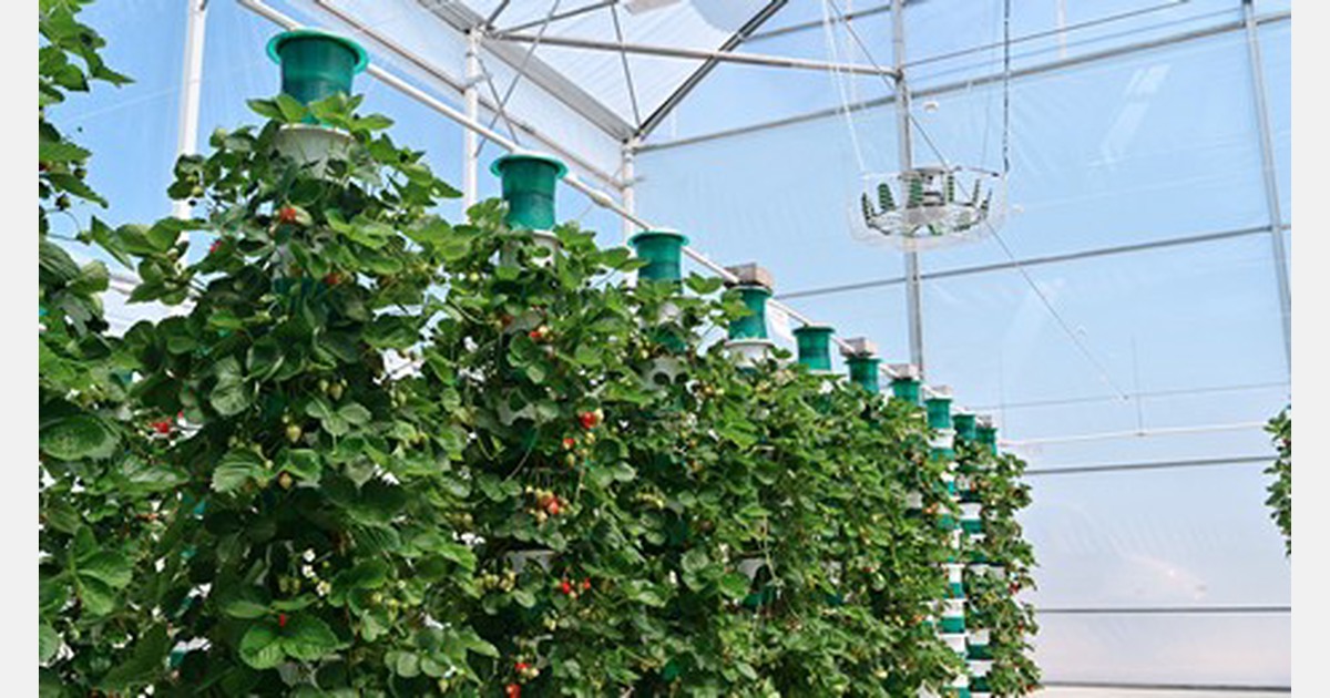 Step forward in growing strawberries thanks to the Saturn Bioponics system