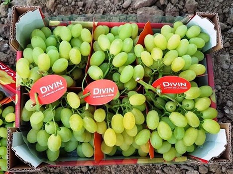 Table grapes in Sicily and Apulia doing extremely well