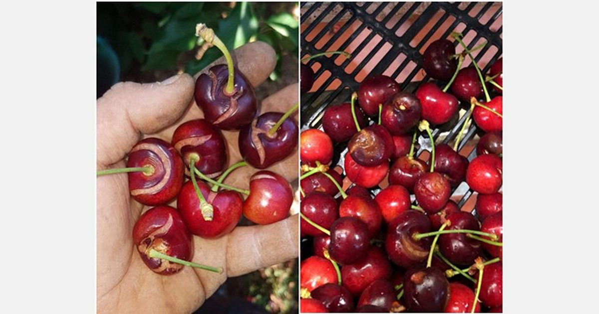 Puglia: Cracking affected over 40% of cherries