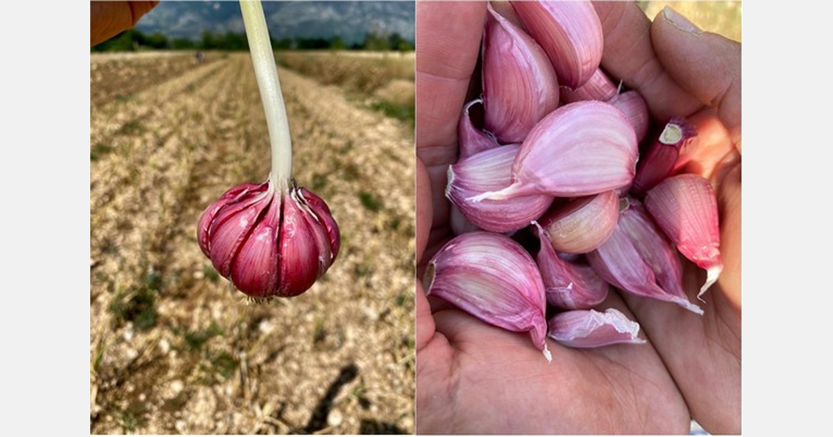 Orders being collected for red garlic from Sulmona