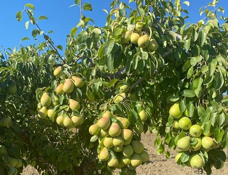 Coscia di Ribera pear campaign just started