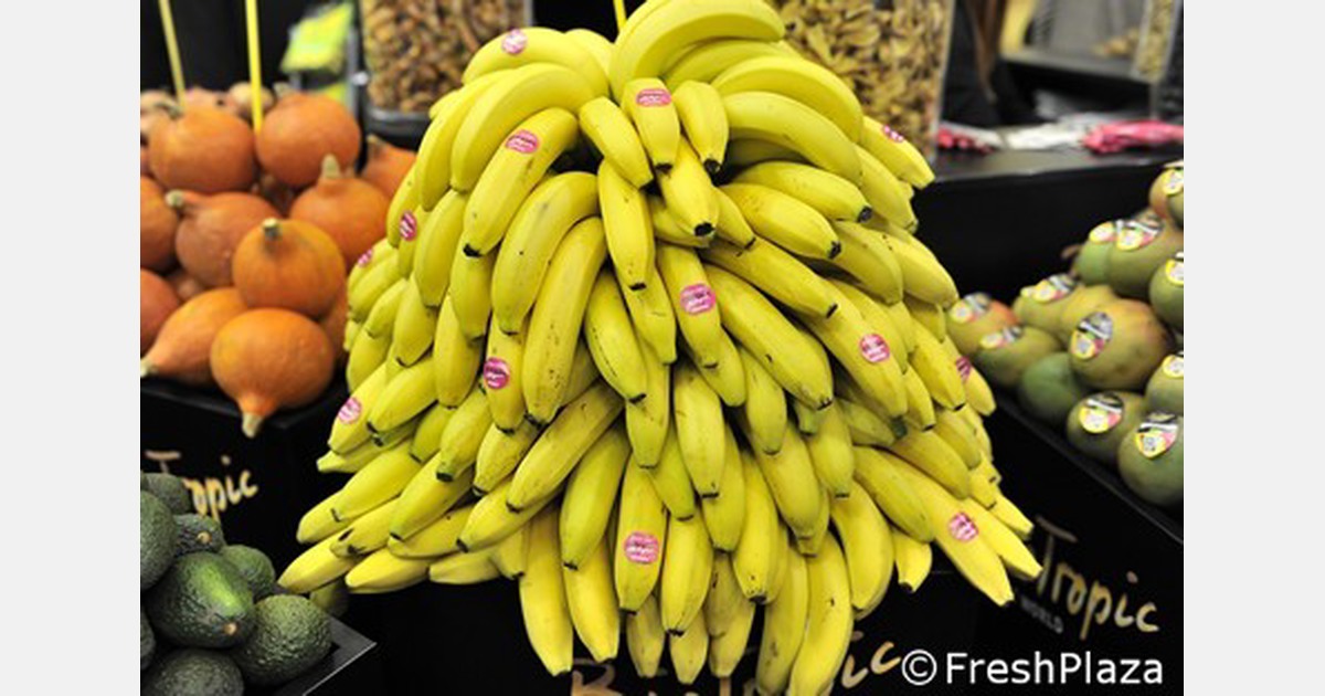 Banana quality - it is wrong to only focus on price