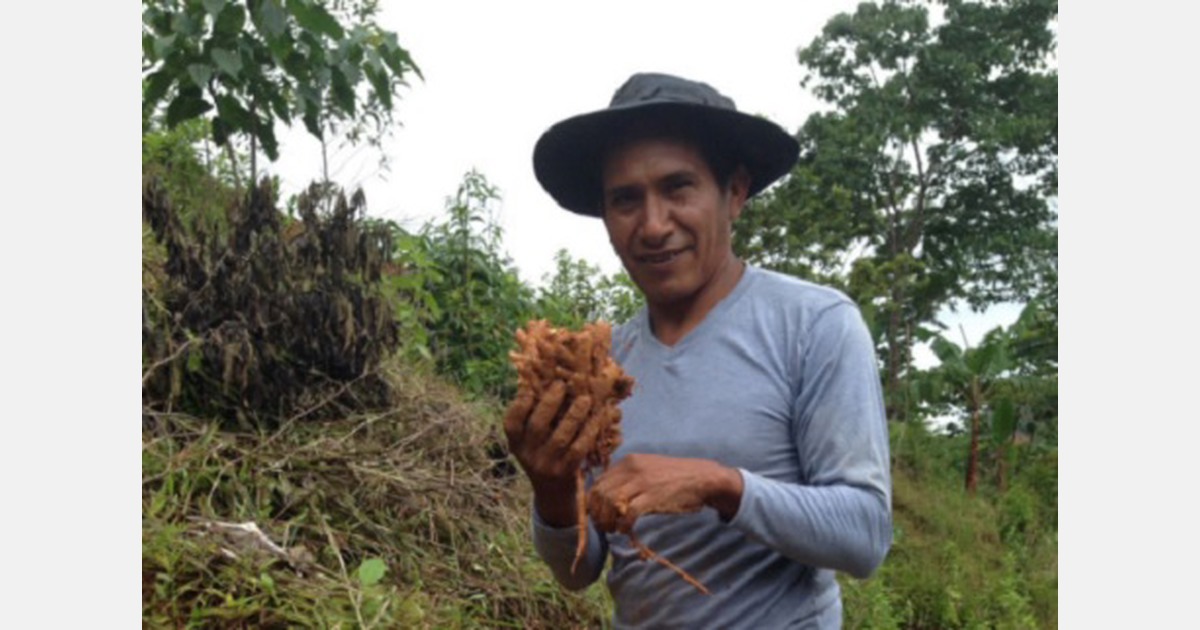 Peruvian ginger: there's more to it than food miles