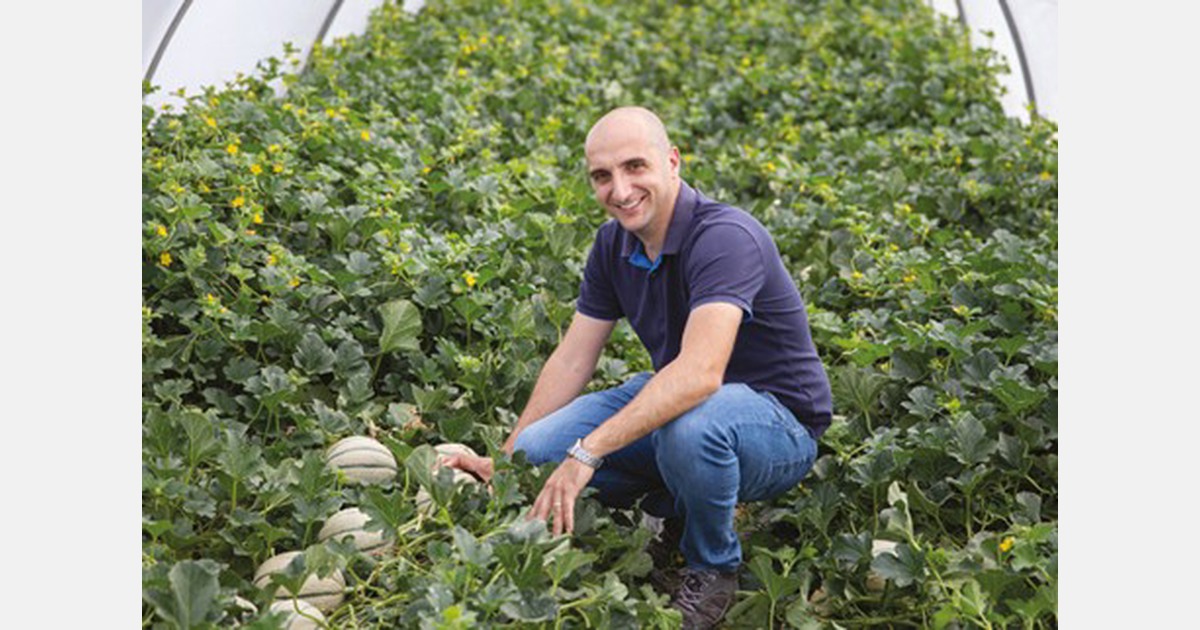A netted melon project in line with market demand