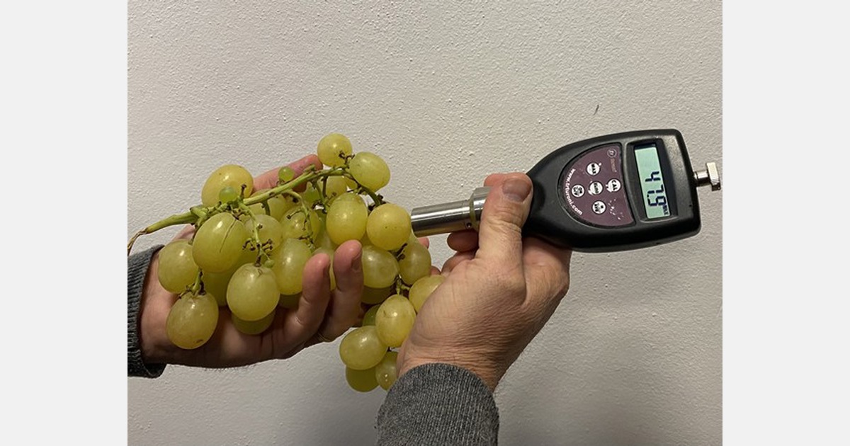 A gentle measuring system to determine the firmness of blueberries and ...