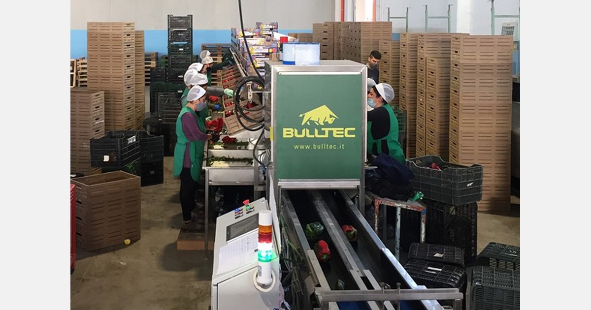 Innovation for bell pepper grading