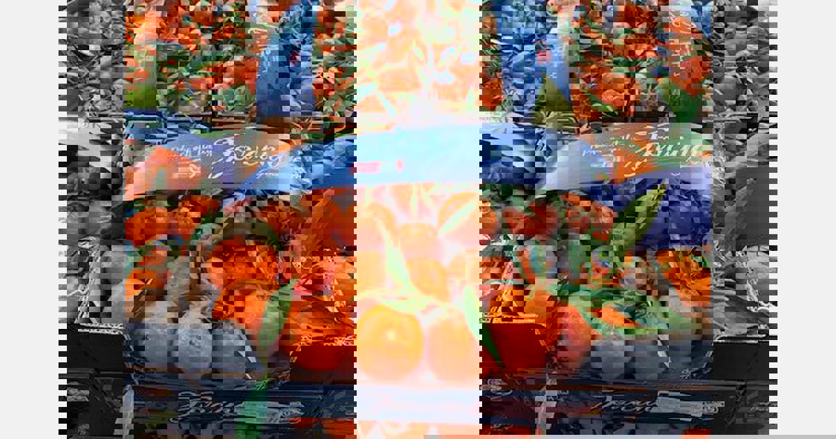 Only clementines of larger caliber are obtaining good prices