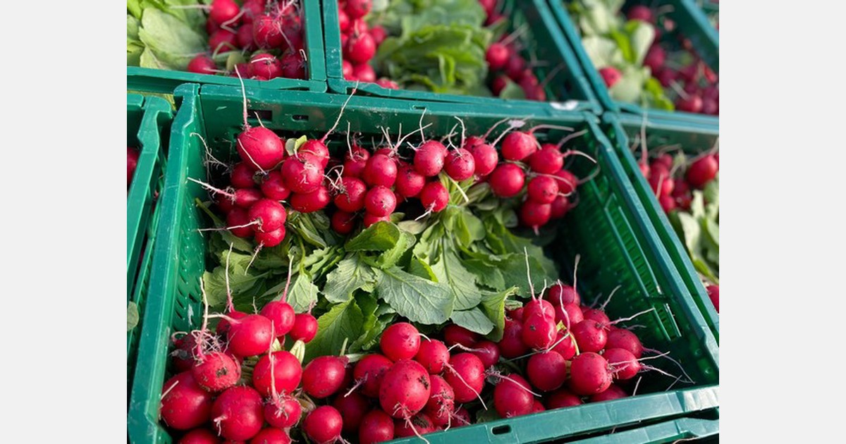 Italian radish prices and demand are dropping