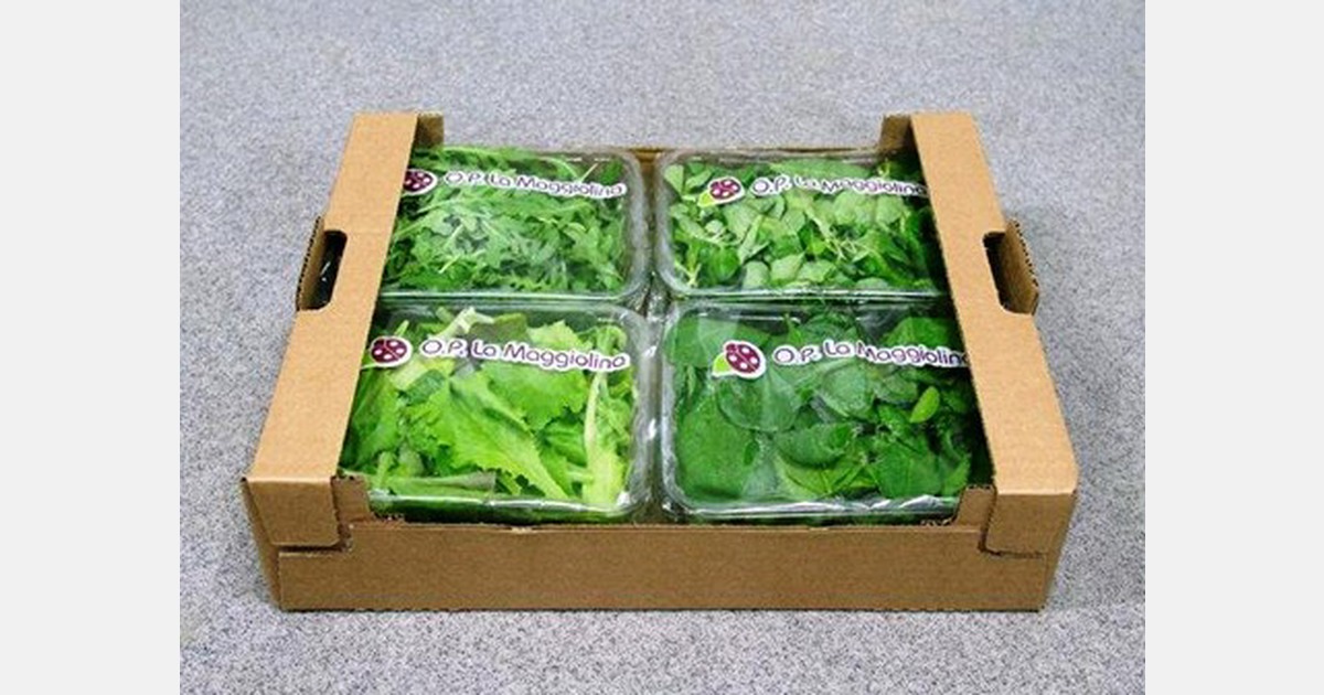 Organic baby leaf from Italy