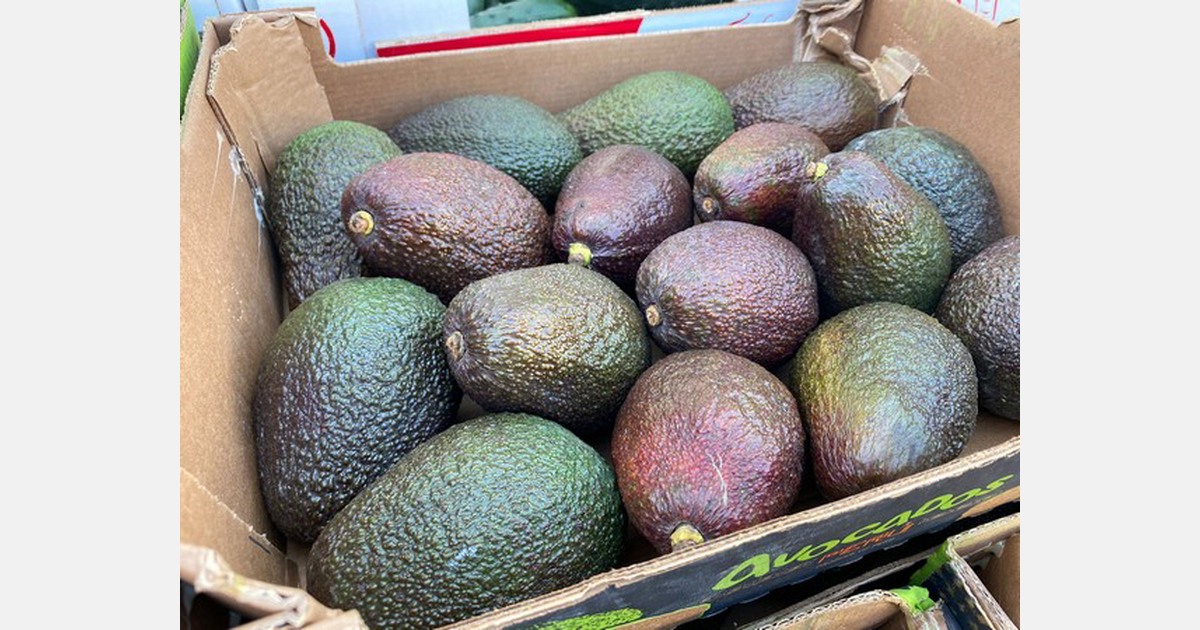 Low availability of large avocados on the domestic market