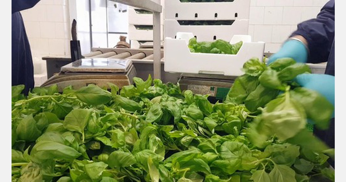 Basil with Selenium: Orto Ricci in collaboration with Agronova and SAIS