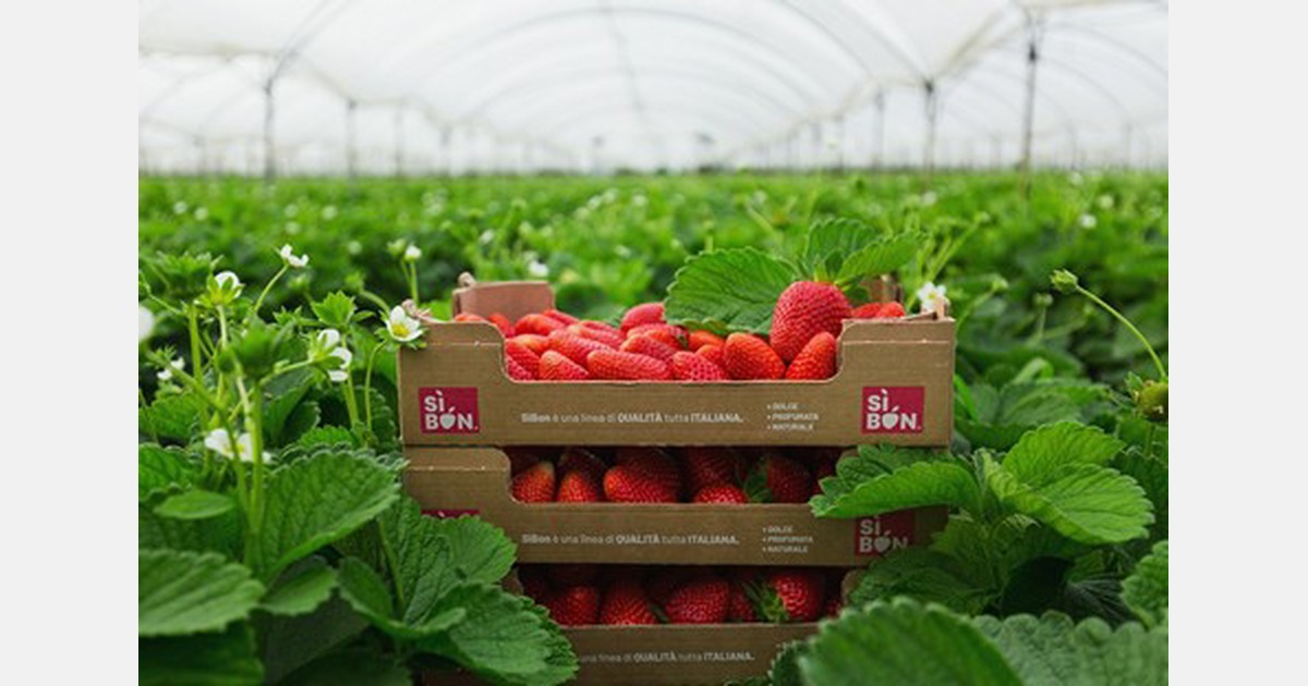 The best strawberry campaign ever