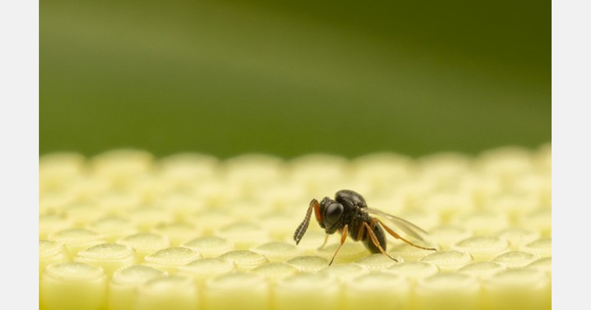 Trissolcus basalis - useful insect against the southern green stink bug