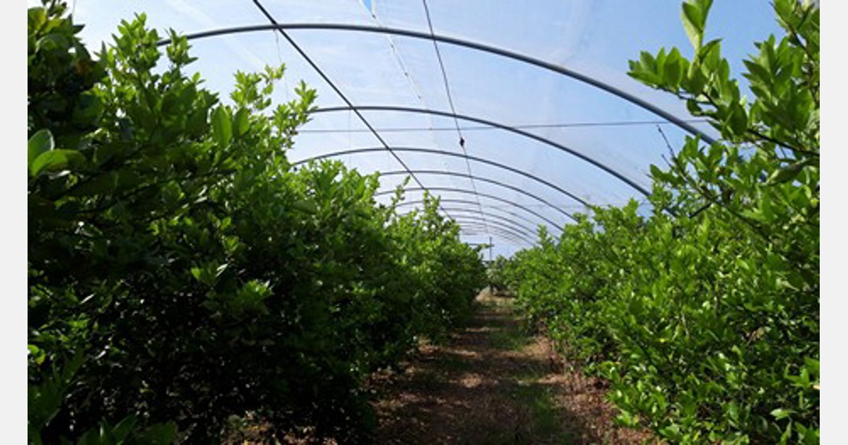 Italian lime grower achieves a yield of 30 kilos per tree