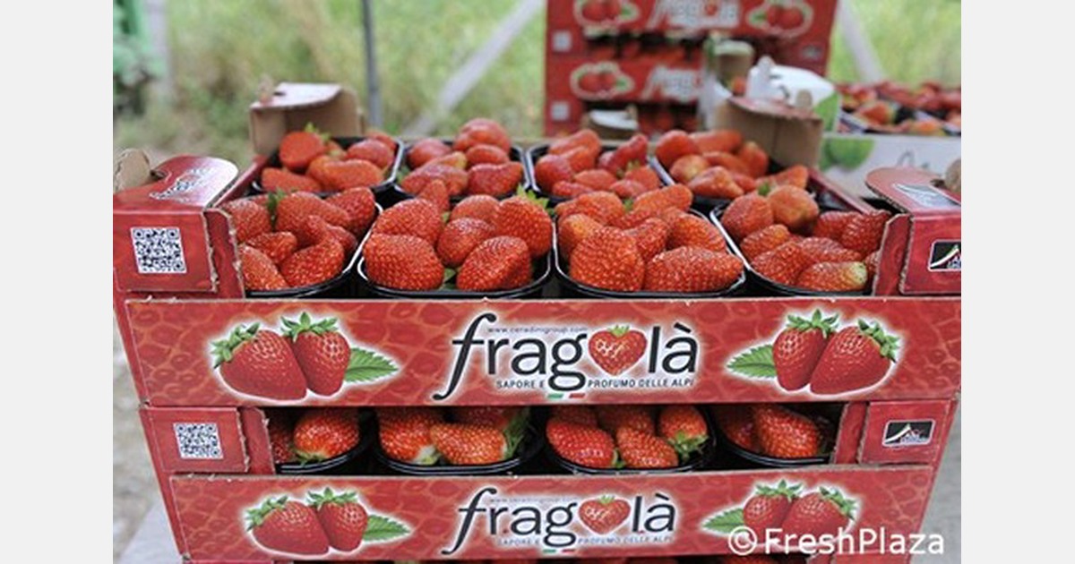 Italian Fragolà strawberries are widely appreciated by the large-scale ...
