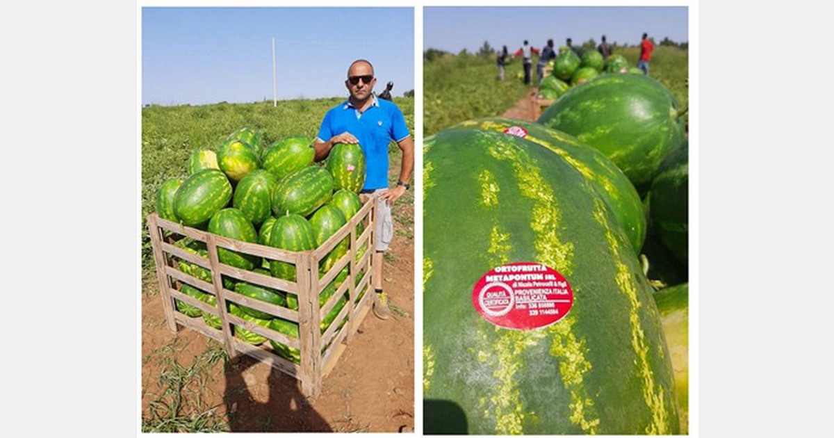 Boom in orders for Italian Melania watermelons