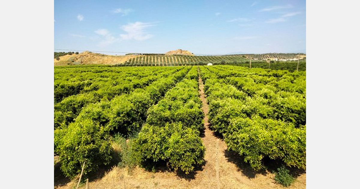 It will be a year of low production for Italian citrus fruits