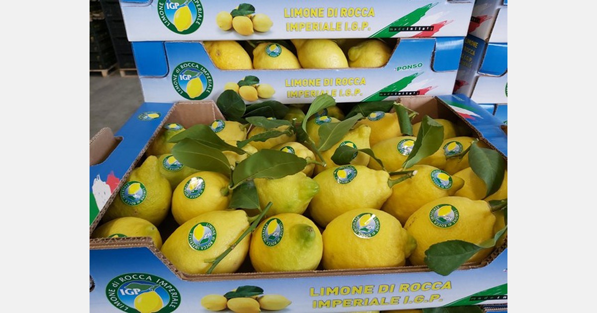 The new Limoré season has just begun