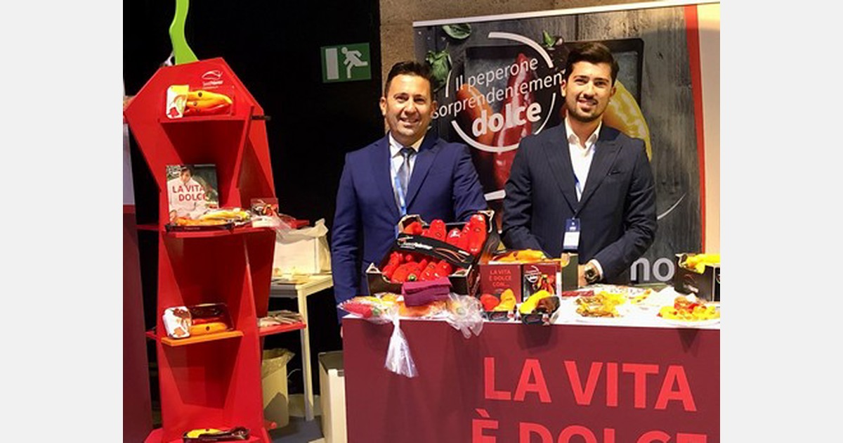 Harvesting of Sweet Palermo peppers started in Sicily
