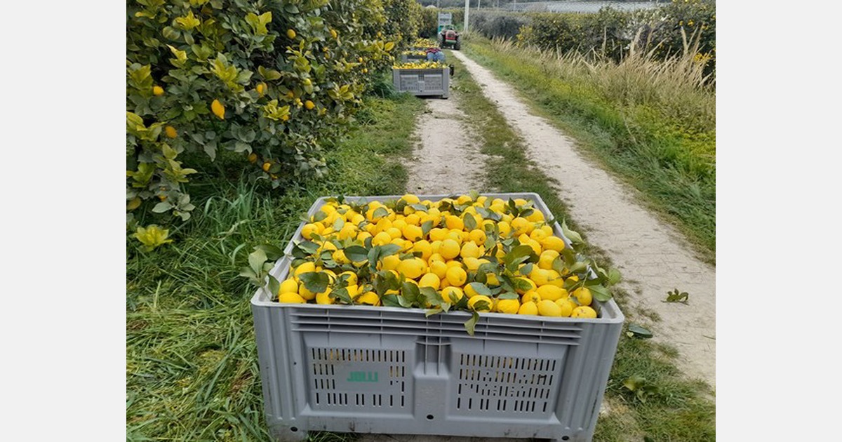 Antico Limone di Rocca Imperiale now available