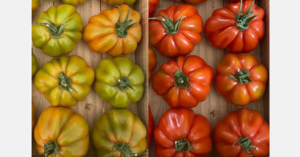 TSI Italian open day on table tomatoes held in Verona