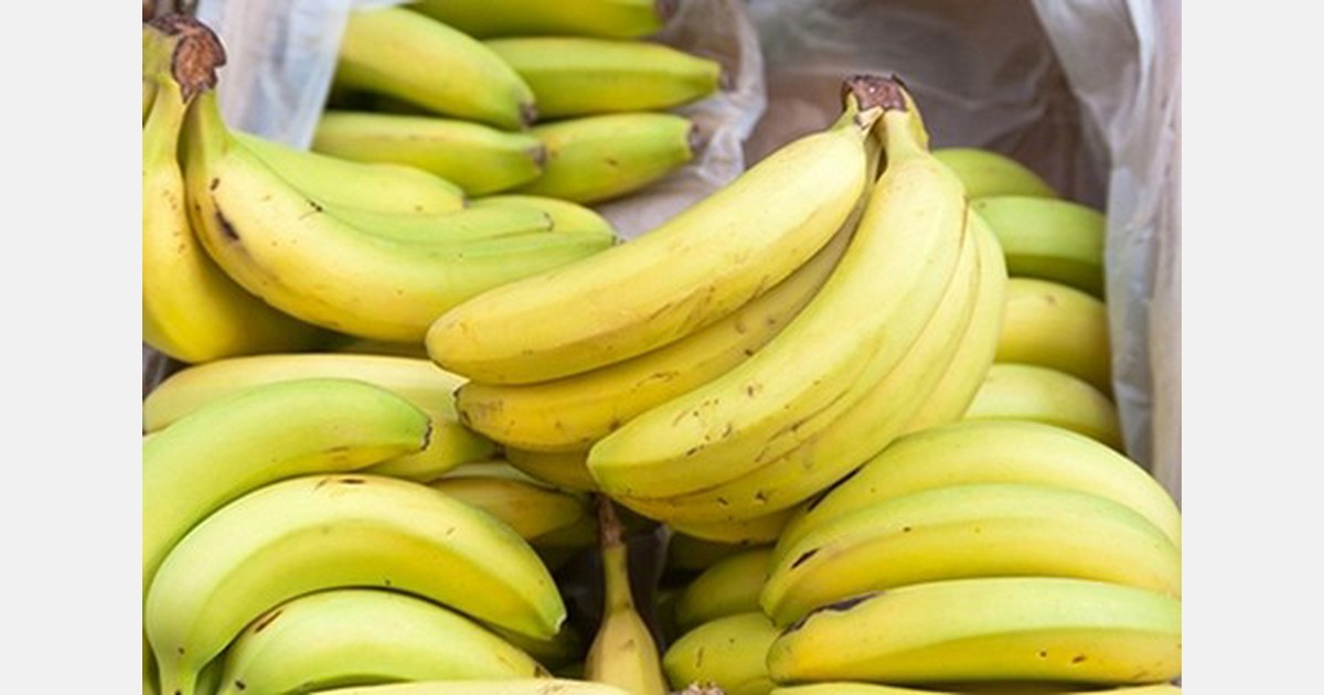 Low volumes and rising costs for the banana market