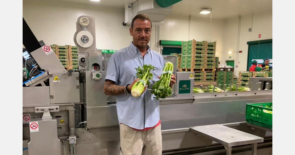 New simple and effective system to process celery