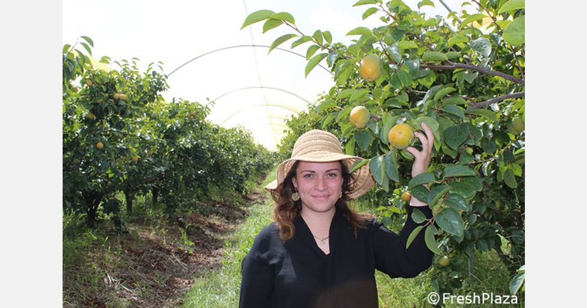 Italian season Rojo Brillante persimmon is about to start