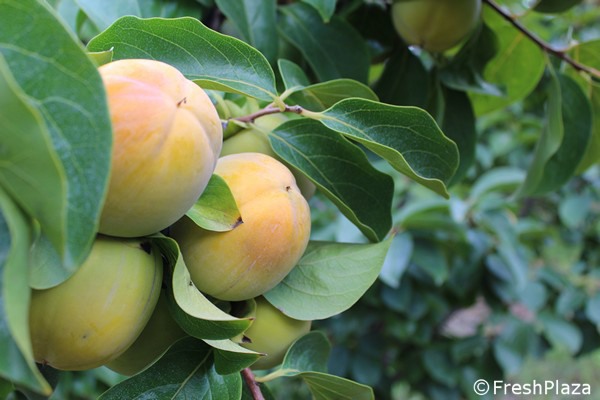 Italian season Rojo Brillante persimmon is about to start