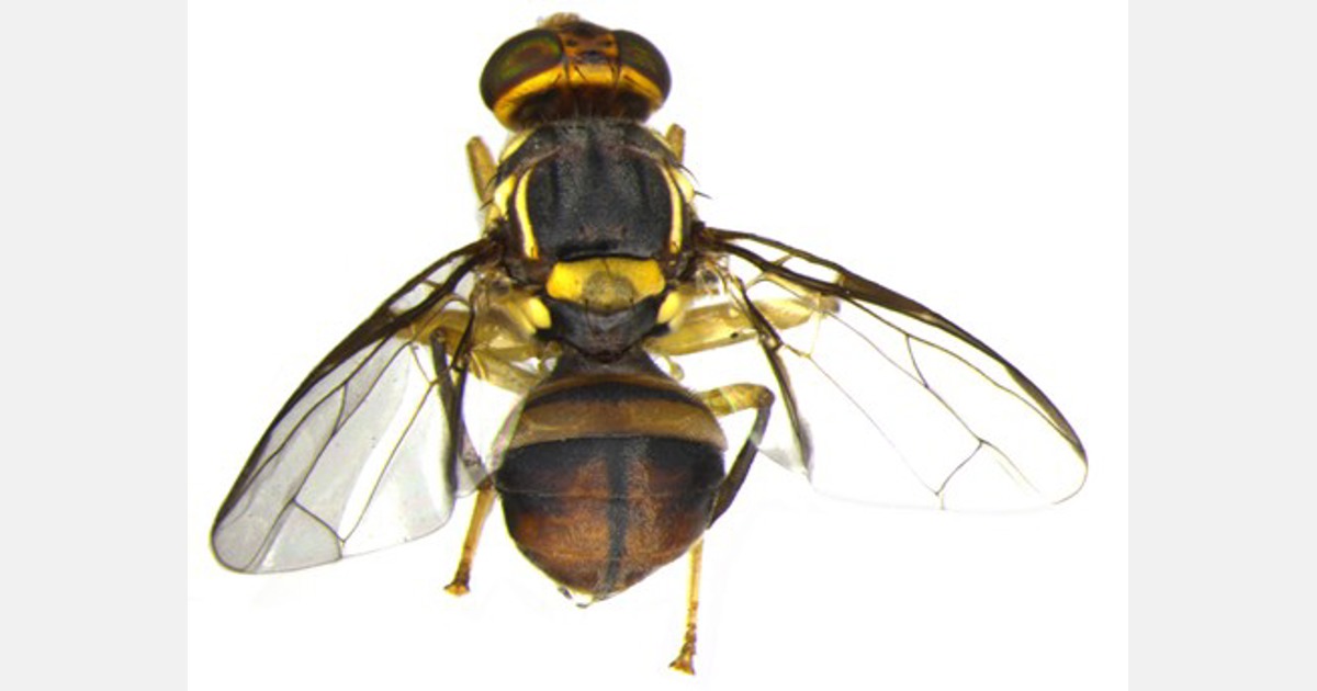 First findings of eastern fruit fly specimens in Campania, Italy