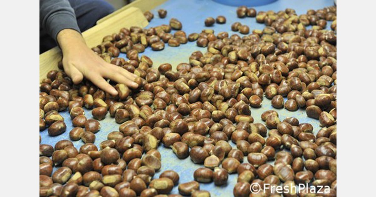 Extraordinary amount of chestnuts in Italy