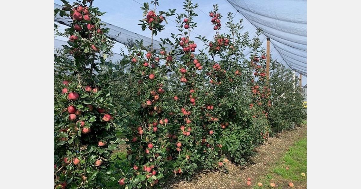 Innovations for apple orchards in the plain