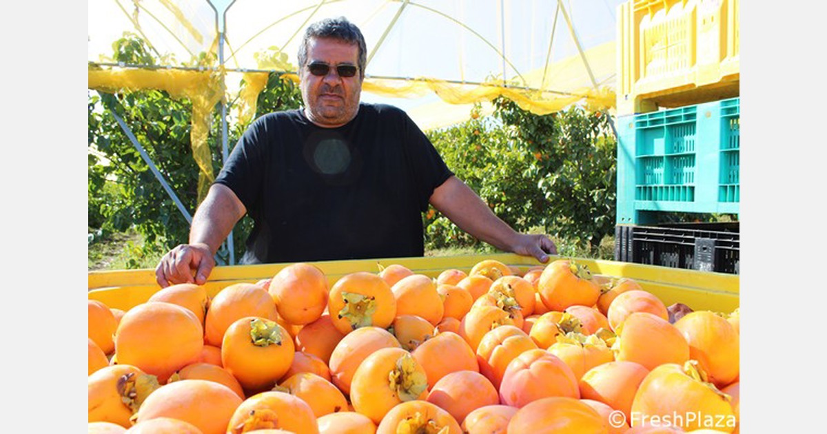 Producer reports about Rojo Brillante persimmon season